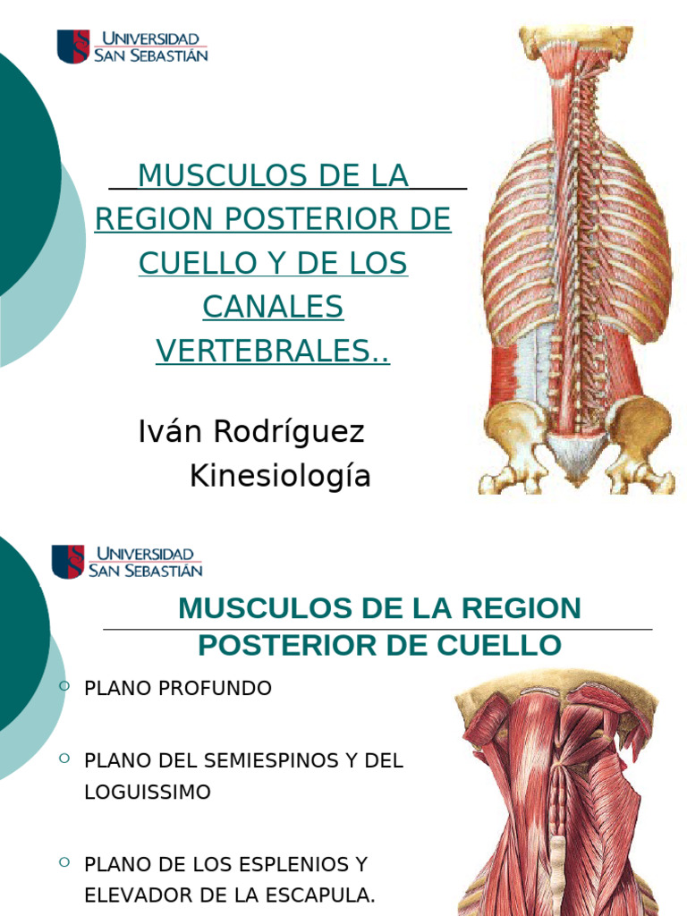 Anatomía de los Músculos Paravertebrales | PDF | Tejido suave ...