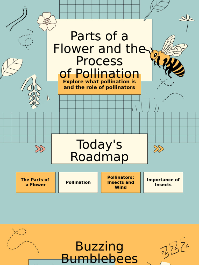 Parts of A Flower and The Process of Pollination Education Presentation ...
