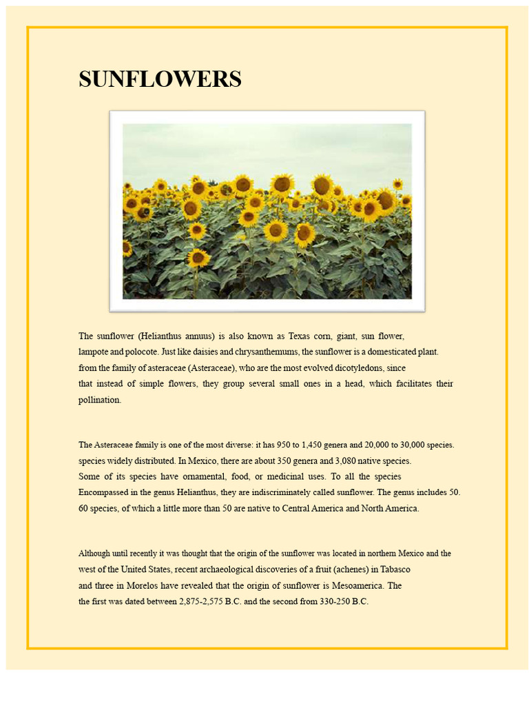 SUNFLOWERS | PDF | Botany | Plants