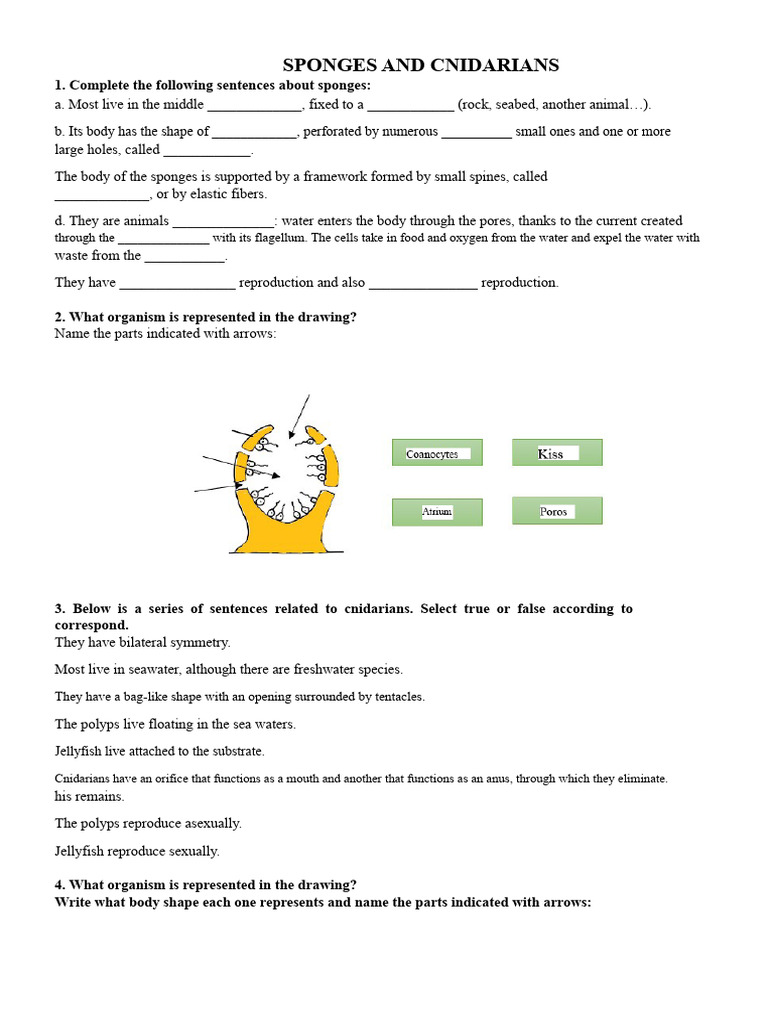 Poriferans Cnidarians Worms | PDF