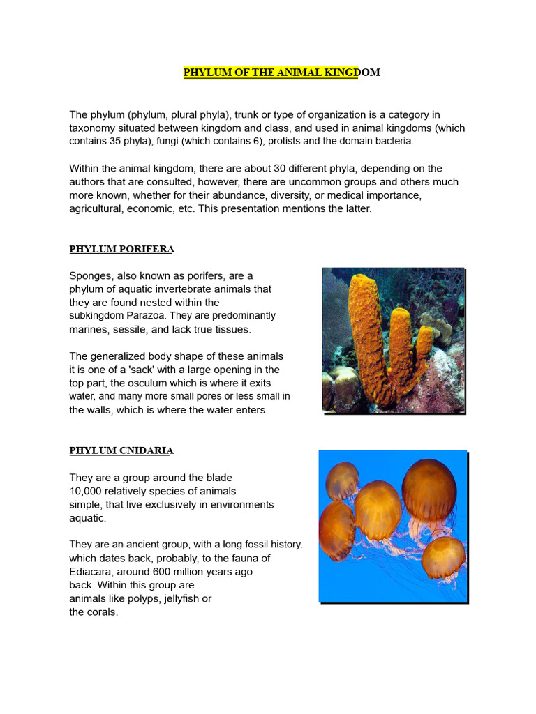 Overview of Animal Phyla | PDF | Invertebrate | Sponge