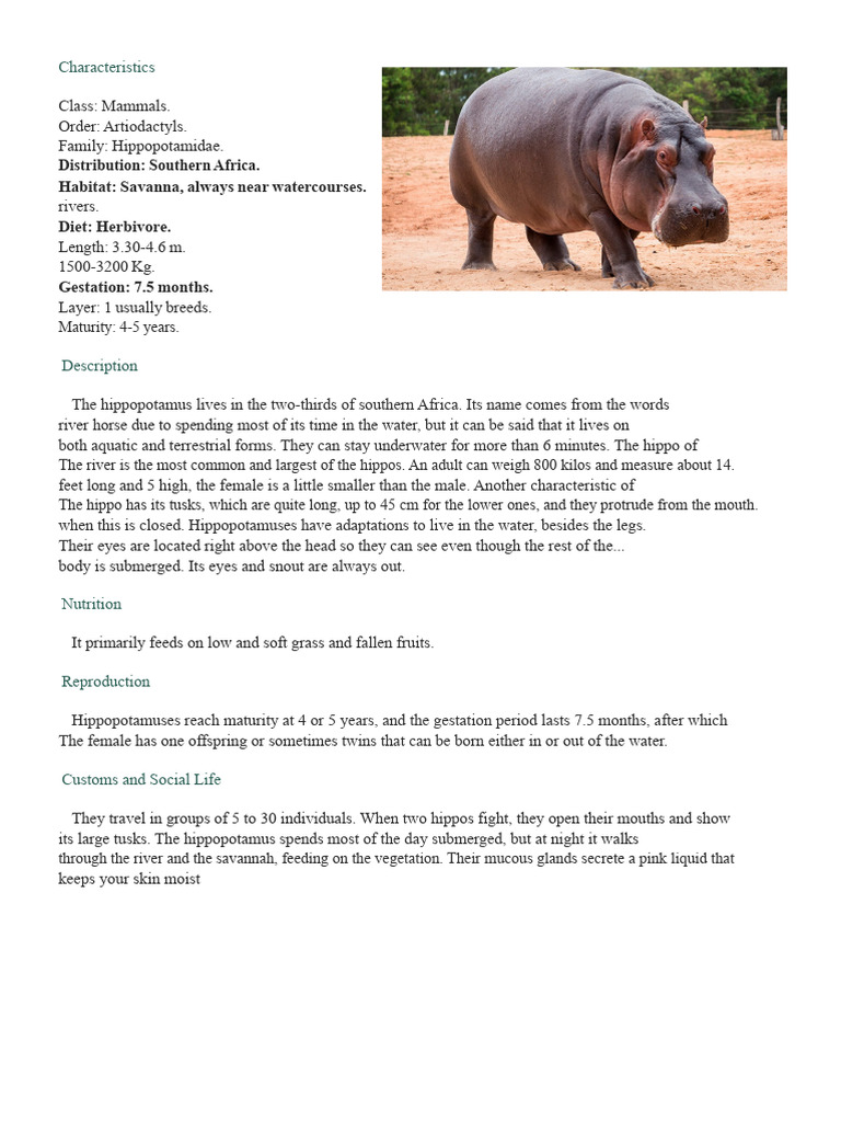 Hippopotamus Characteristics | PDF