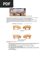 Classifying Swine Breeds for Production | PDF | Pig | Livestock