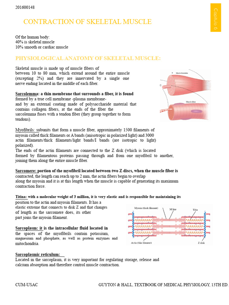 Chapter 06 Contraction of Skeletal Muscle | PDF | Muscle Contraction ...