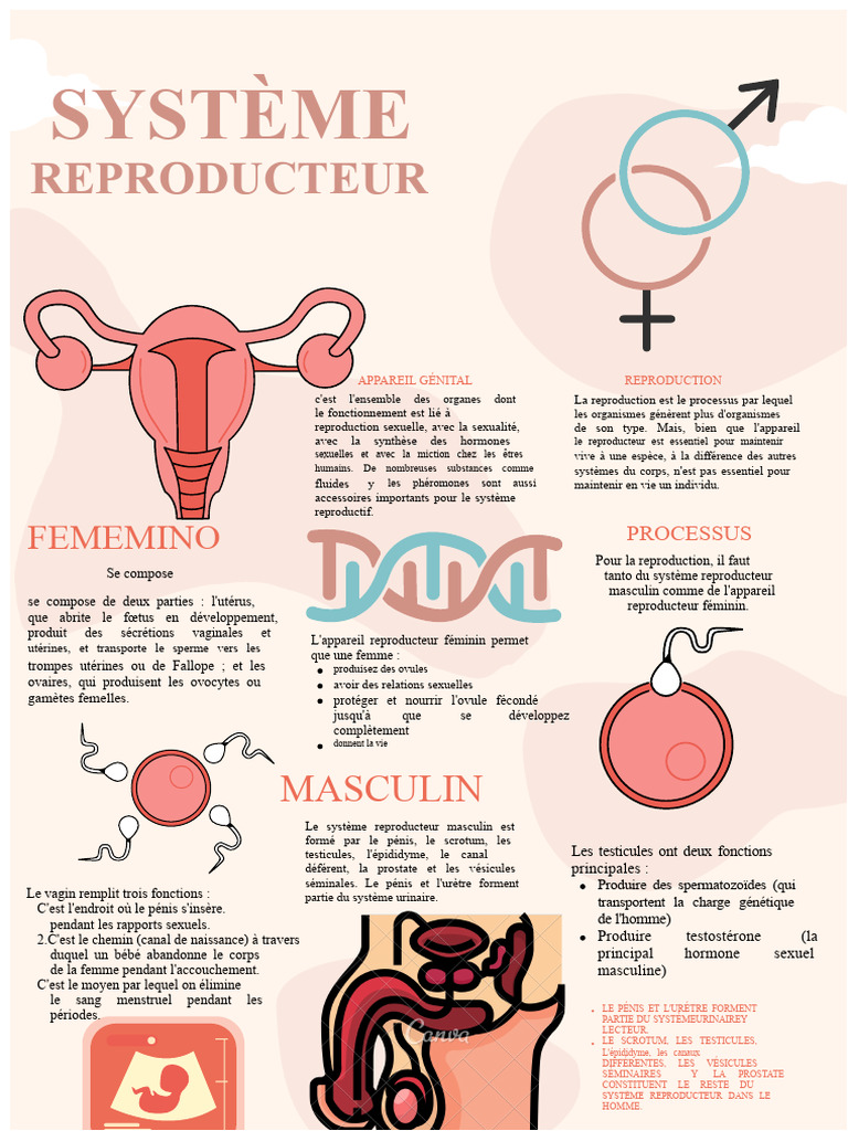 Système reproducteur humain expliqué | PDF | Système reproducteur ...