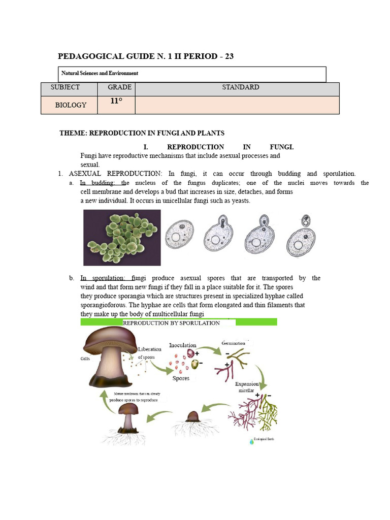 Reproduction in Fungi and Plants Teacher Wilmer | PDF | Sexual ...