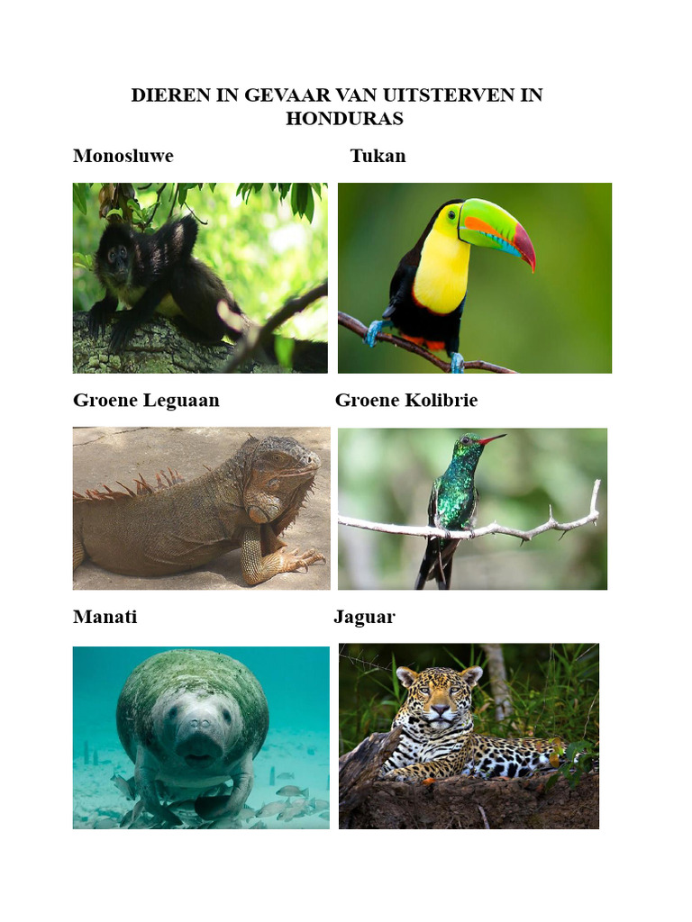 Dieren in Gevaar Van Uitsterven in Honduras | PDF