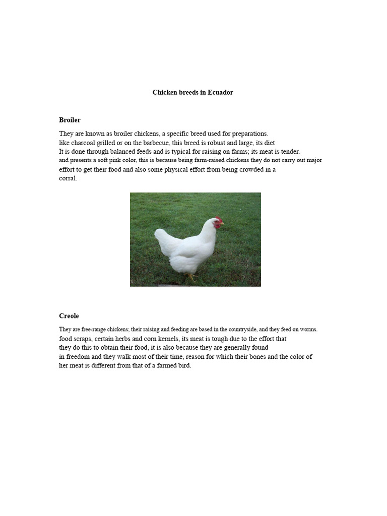 Breeds of Chickens | PDF