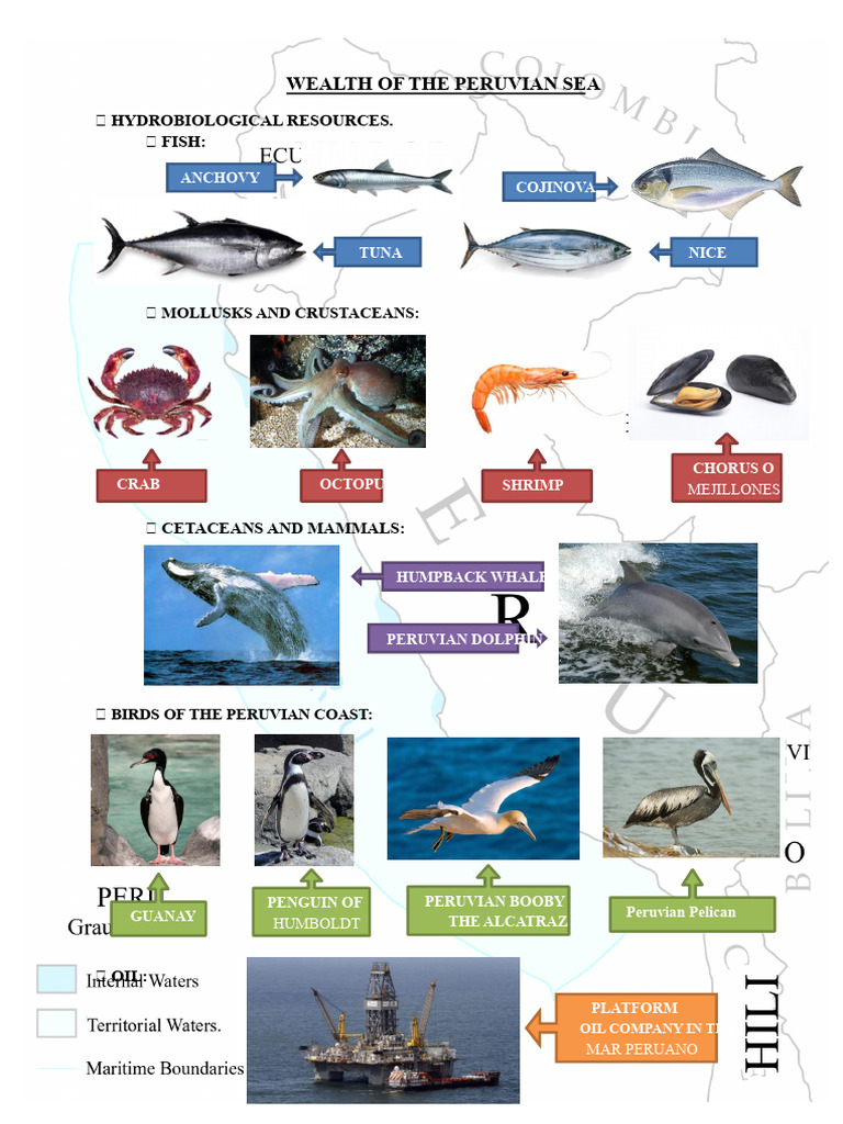 Peruvian Sea's Rich Marine Life | PDF