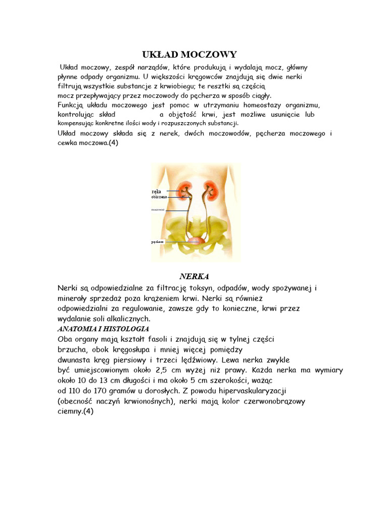 Układ Moczowy | PDF