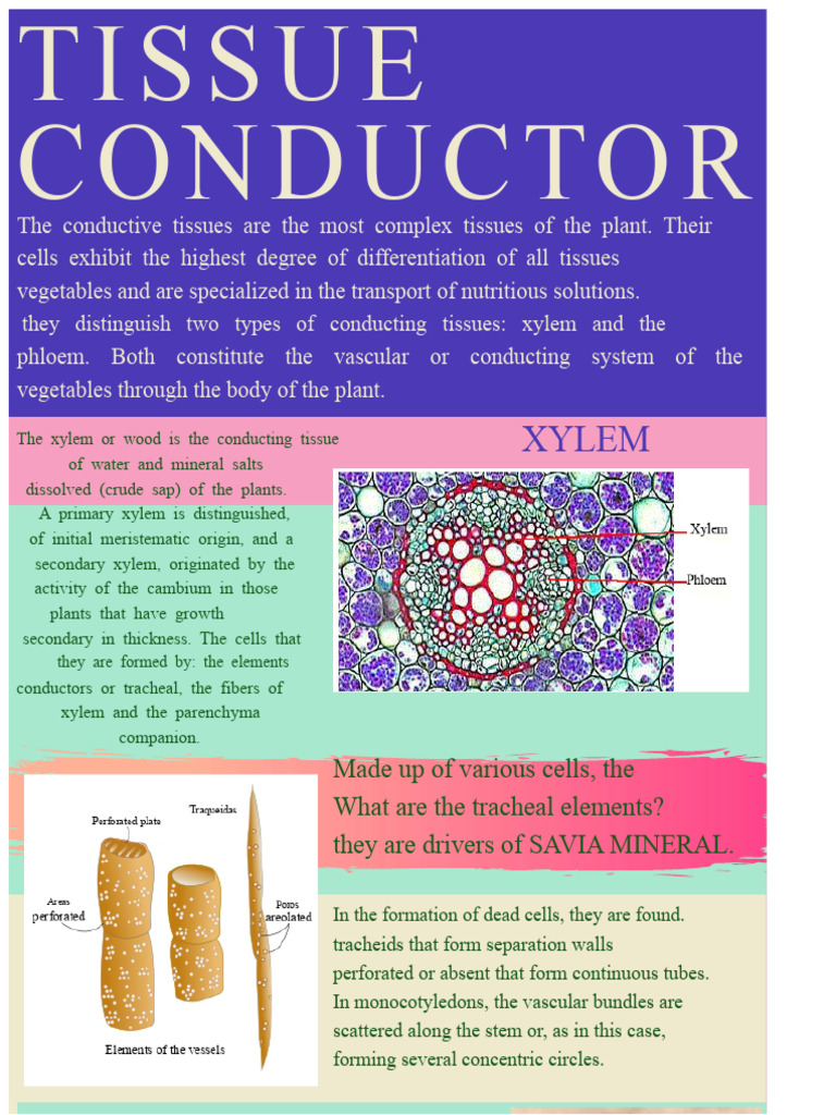Conductive Tissue | PDF