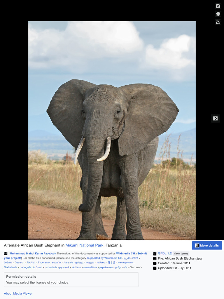 African Bush Elephant - Elephant - Wikipedia | PDF