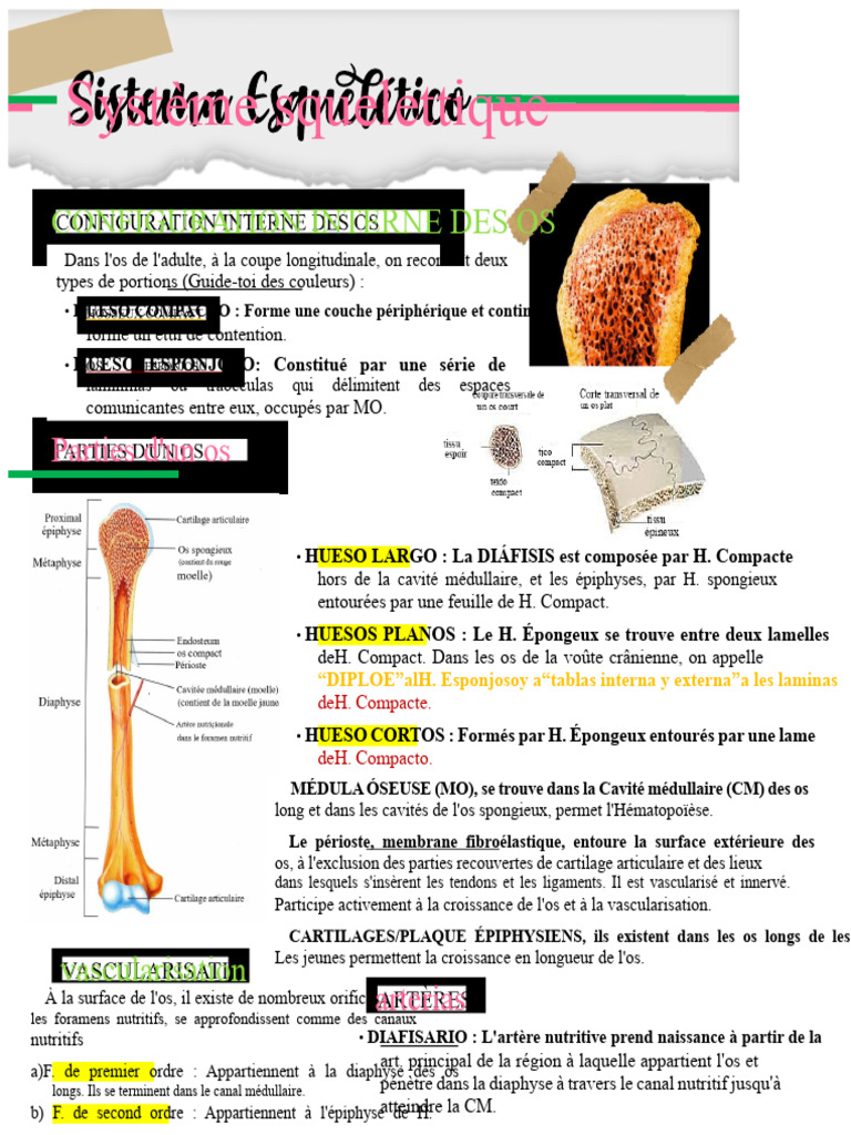 Anatomie du Système Squelettique | PDF | Os | Tissu biologique