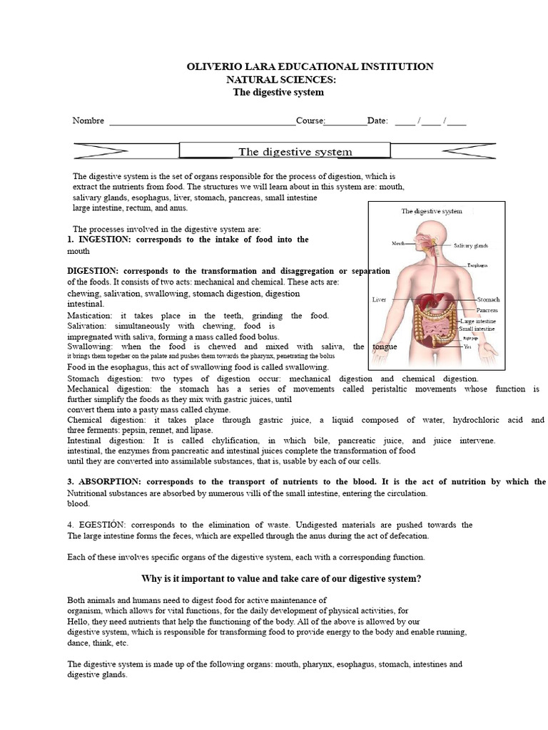 Workshop Cycle 3. Digestive System | PDF | Digestion | Human Digestive ...