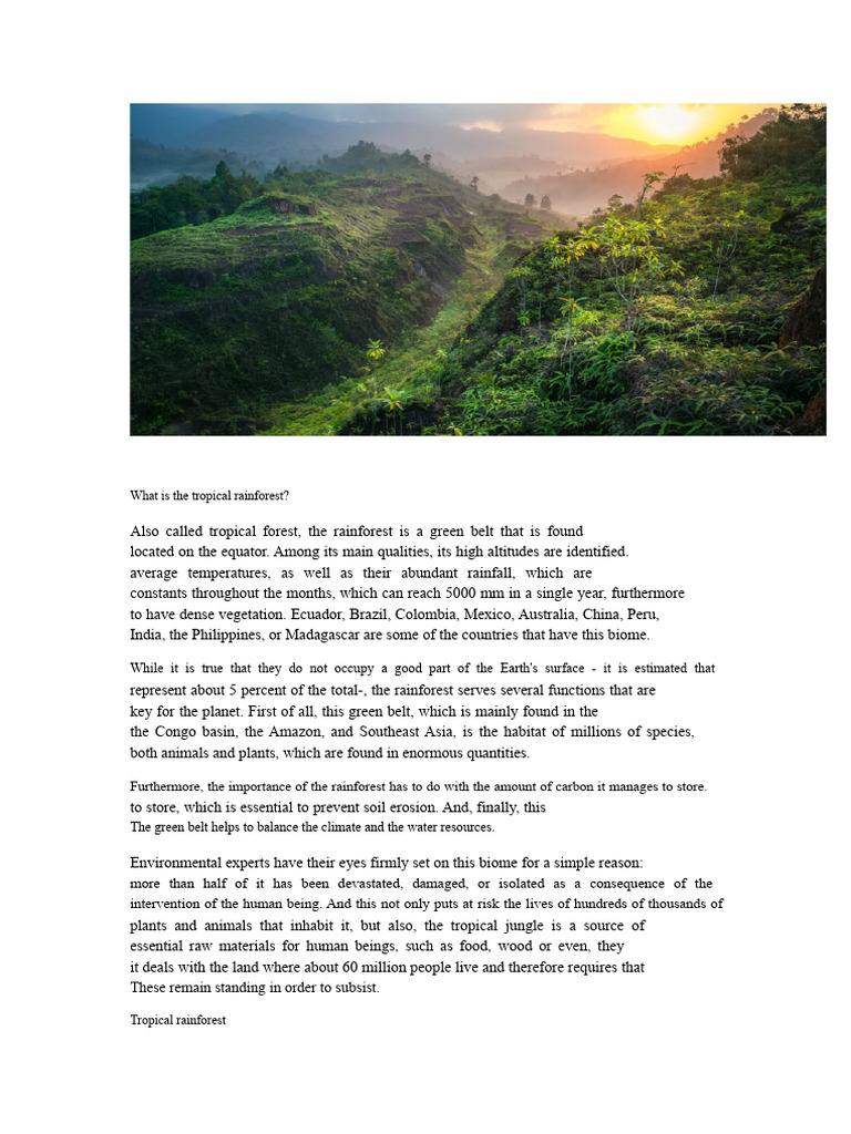 What Is The Rainforest? | PDF | Rainforest | Forests