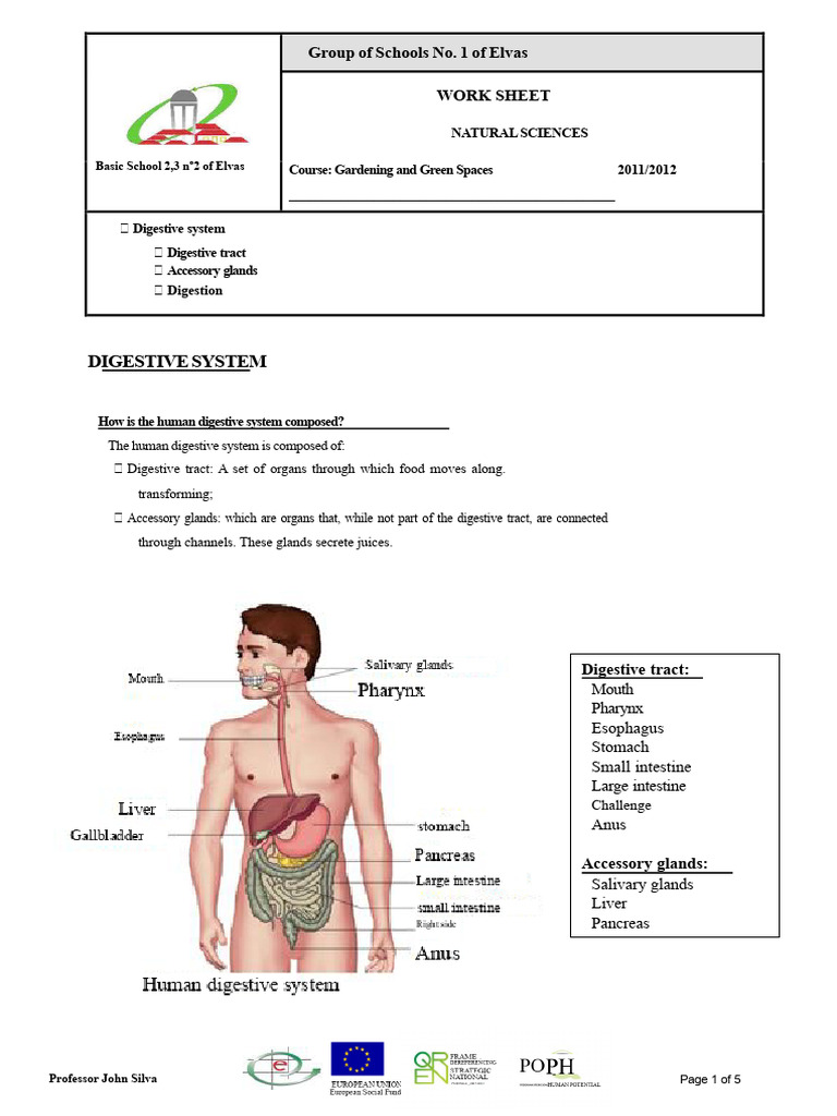 Fact Sheet - Digestive System | PDF | Human Digestive System | Digestion