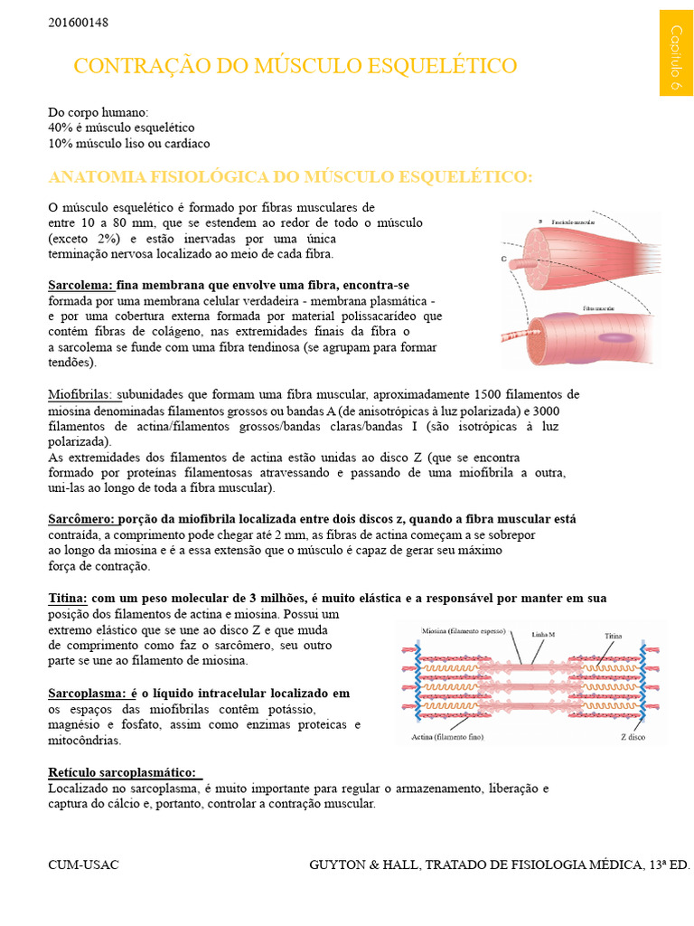 Anatomia e Mecanismo da Contração Muscular | PDF | Músculo | Anatomia