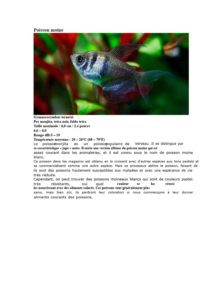 Poisson moine : soins et habitat | PDF | Poisson | Aquarium