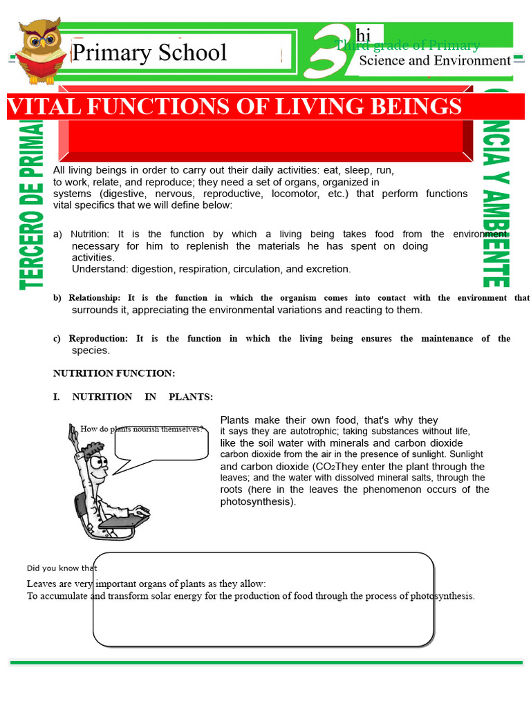 Vital Functions of Living Beings | PDF | Foods | Nutrition