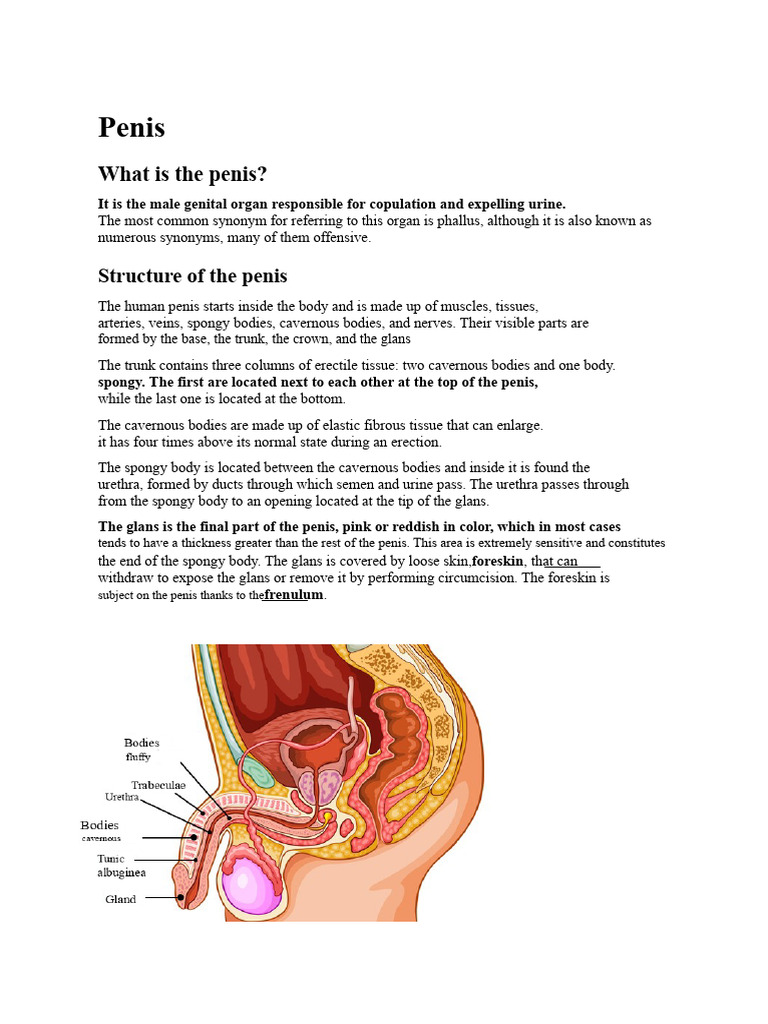 The Penis | PDF | Sexuality | Penis