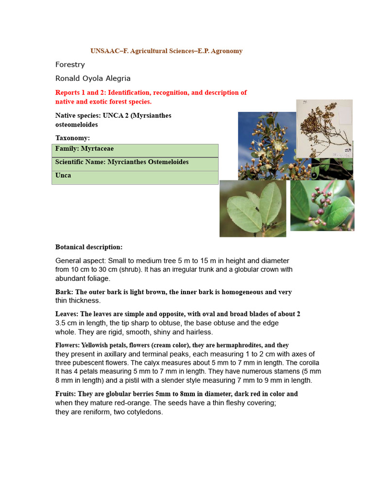 Identification of UNCA (Myrsianthes Osteomeloides) and Acacia (Acacia ...