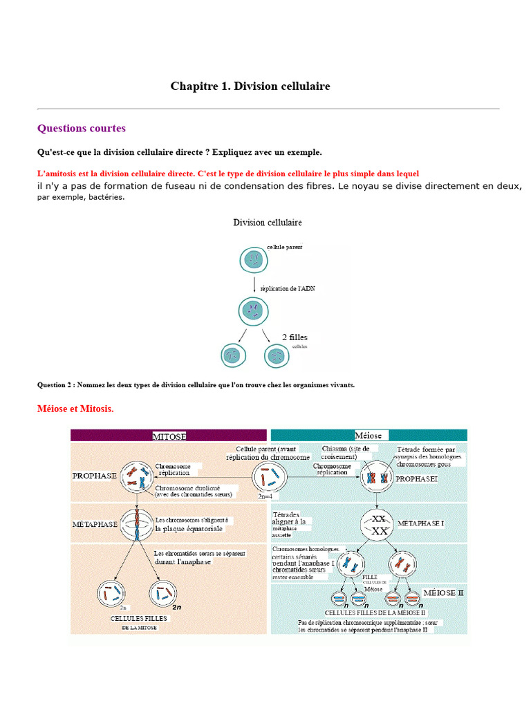 Division Cellulaire : Mitose et Méiose | PDF | Mitose | Méiose