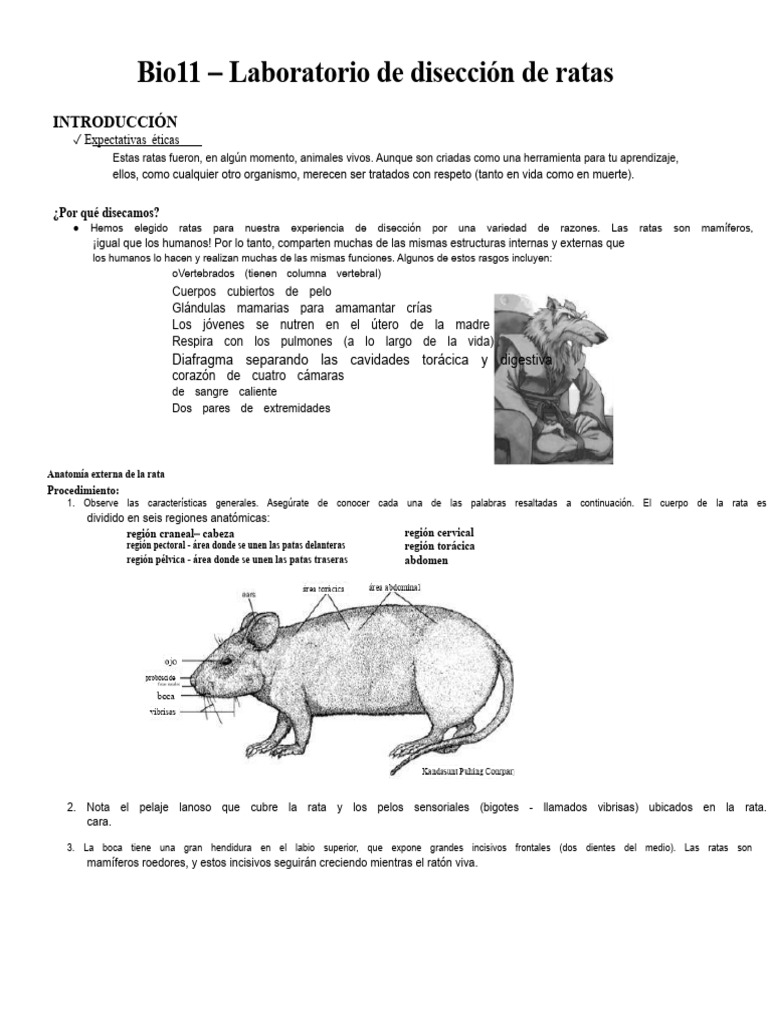 Laboratorio de Disección de Ratas Actualizado | PDF | Digestión | Estómago