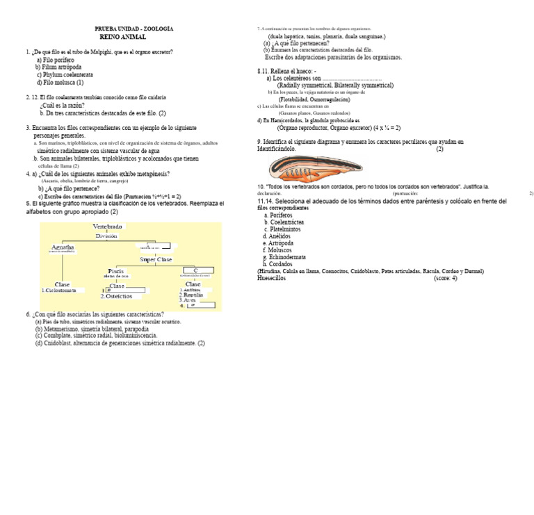 Reino Animal TP | PDF | Excreción | Animal Taxa