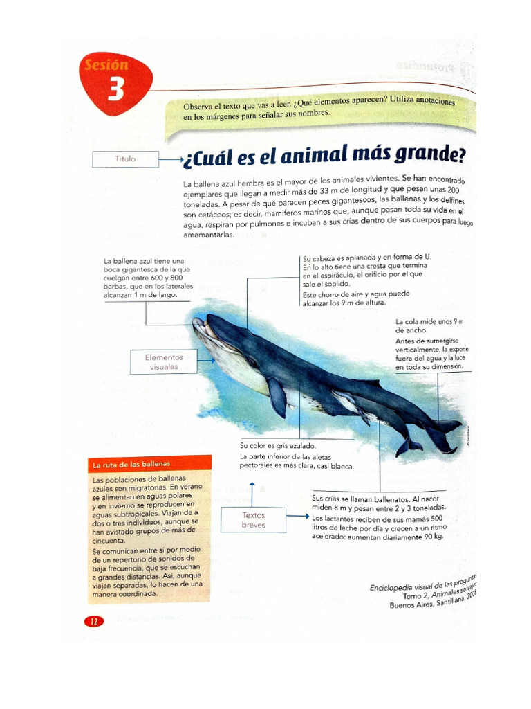 Blue Whale Reading Comprehension Workshop | PDF | Human Communication