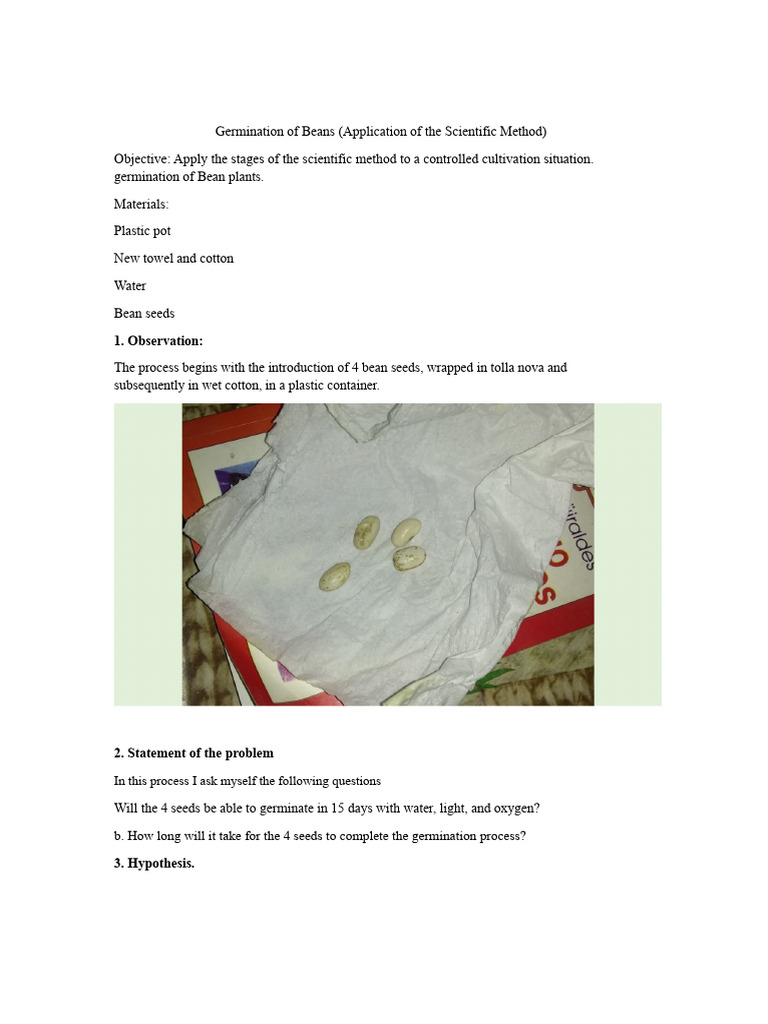 Germination of Beans (Scientific Method) | PDF
