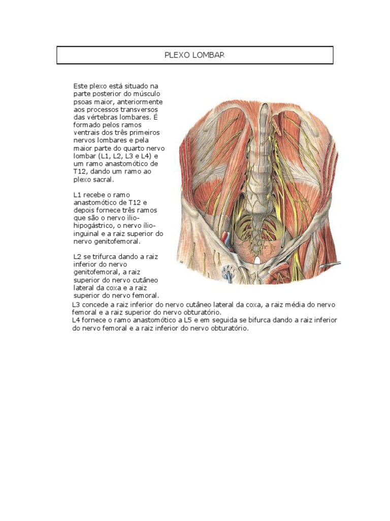 Plexo Lombar | PDF | Joelho | Medula espinhal