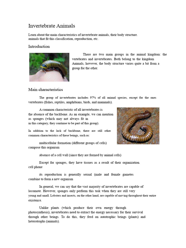 Invertebrate Animals | PDF | Invertebrate | Vertebrates