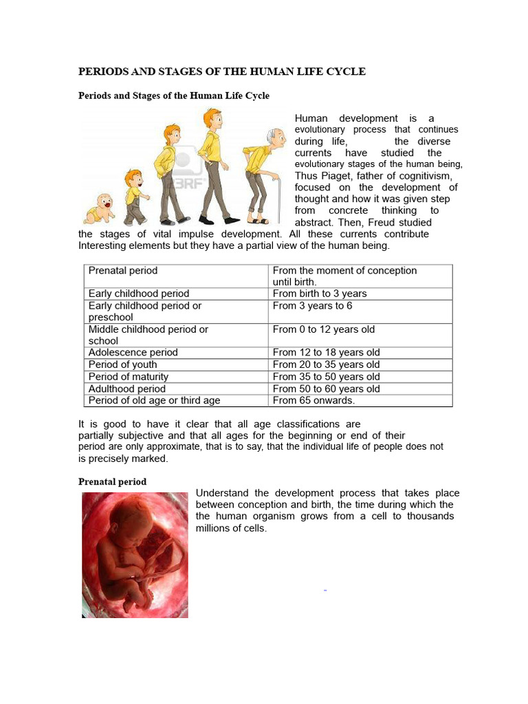 Human Life Cycle Stages Explained | PDF | Adolescence | Human Development