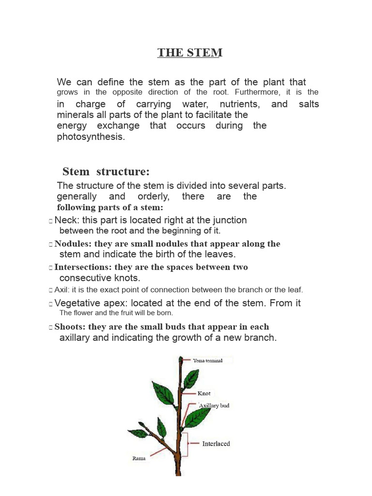 Understanding Plant Stem Structure and Types | PDF