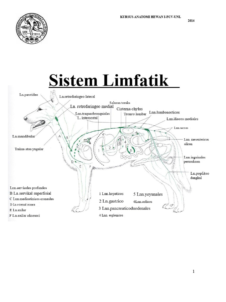Sistem Limfatik | PDF