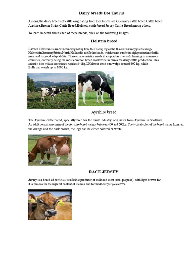Original Cattle Breeds | PDF | Cattle | Dairy Cattle