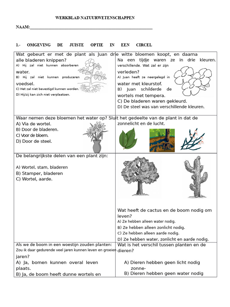 Werkblad Natuurwetenschappen de Planten | PDF