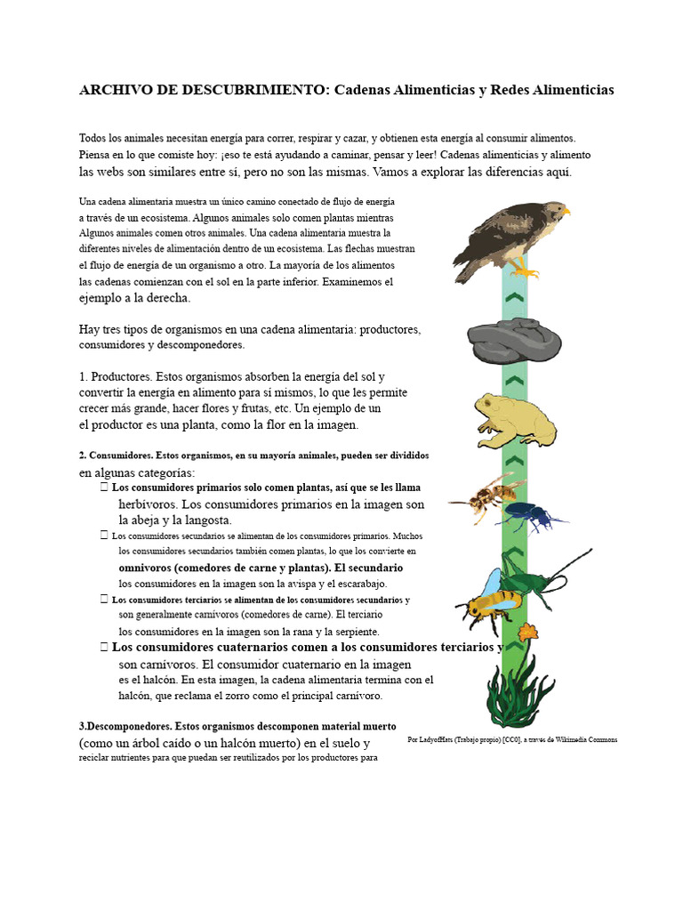 Cadenas Alimentarias y Redes Alimentarias DF | PDF | Red alimentaria ...