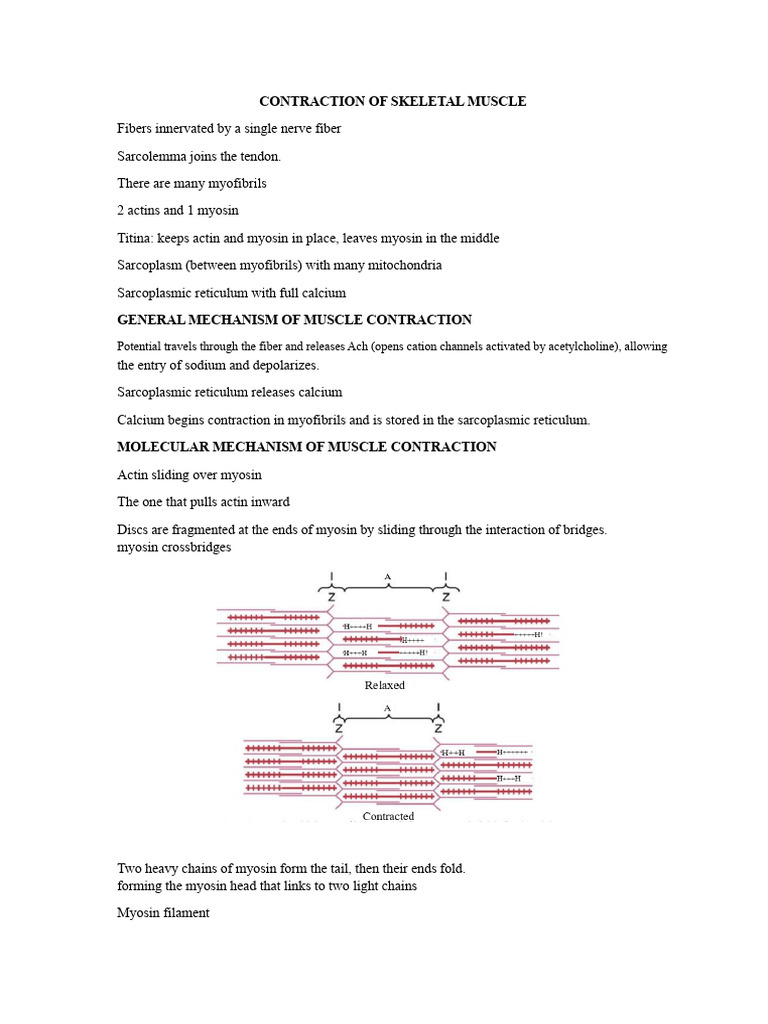 Muscle Contraction Mechanisms Explained | PDF | Muscle Contraction ...