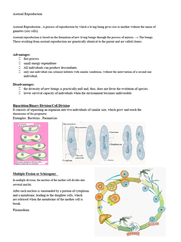 Asexual Reproduction Methods Explained | PDF | Reproduction ...