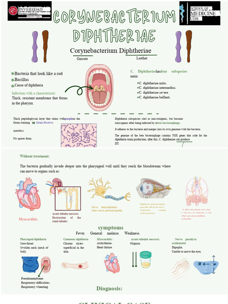 Corynebacterium Diphtheriae | PDF | Diseases And Disorders | Immunology