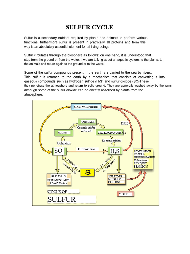Understanding the Sulfur Cycle | PDF | Sulfur | Oxide