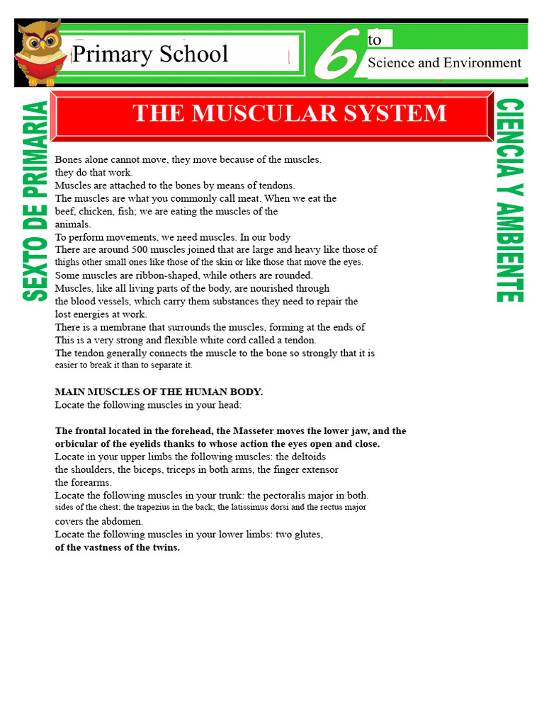 Human Muscular System For Sixth Grade | PDF | Muscle | Musculoskeletal ...