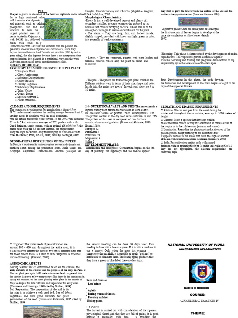 Pea Triptych | PDF | Legume | Pea