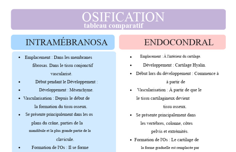 Ossification endochondrale expliquée | PDF