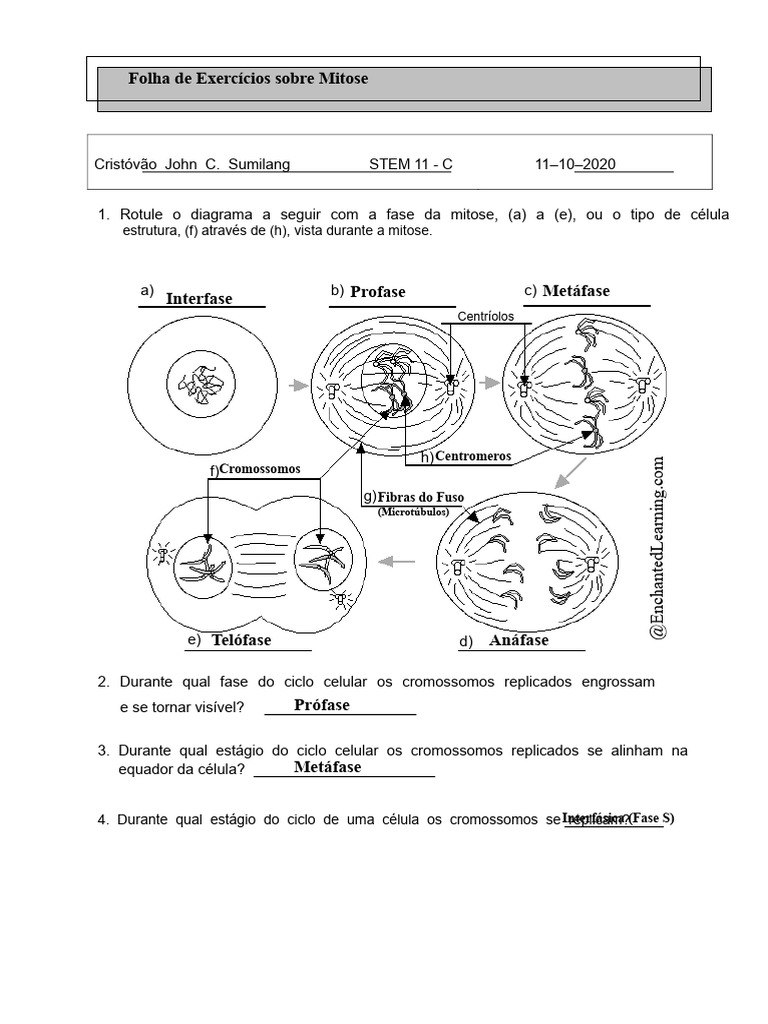 Folha de Trabalho Sumilang - Mitose | PDF | Mitose | Meiose