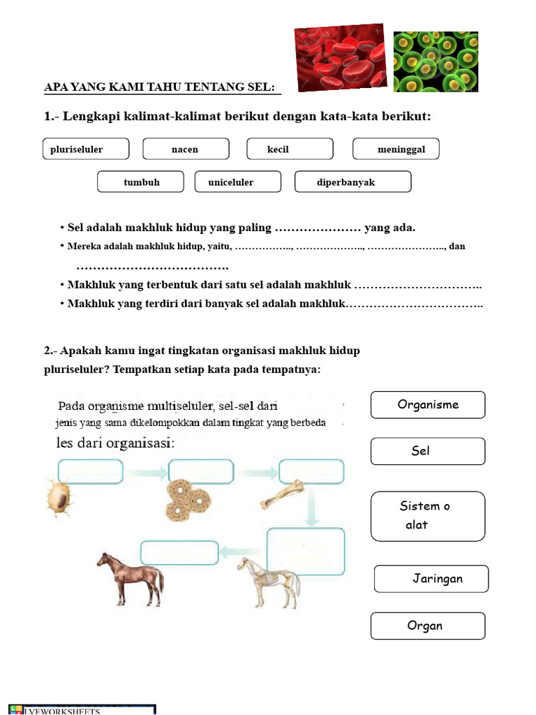 Memahami Sel: Uniseluler vs Pluriseluler | PDF
