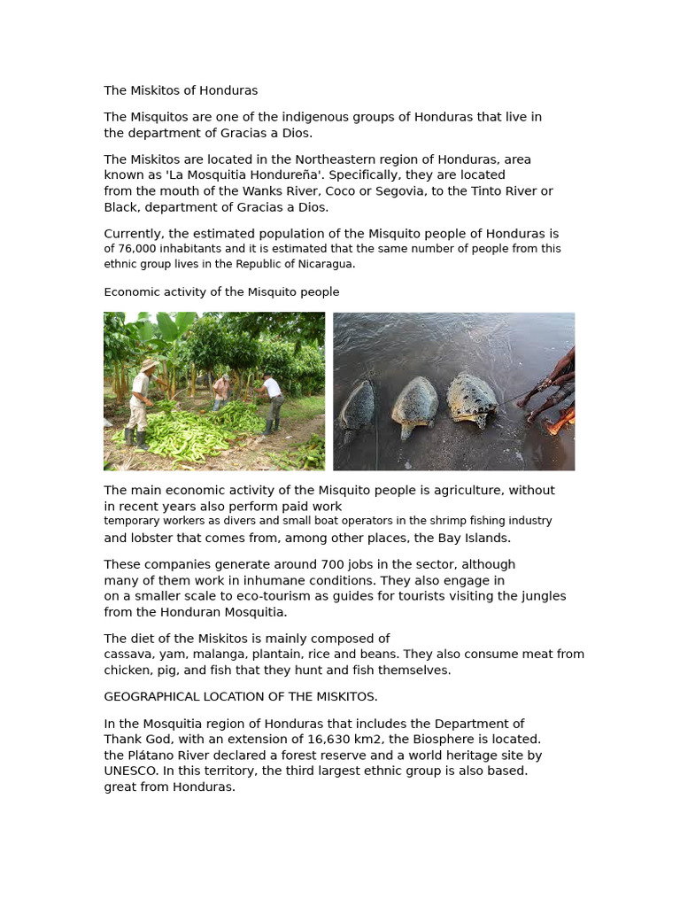 The Miskitos of Honduras | PDF | Honduras | Foods
