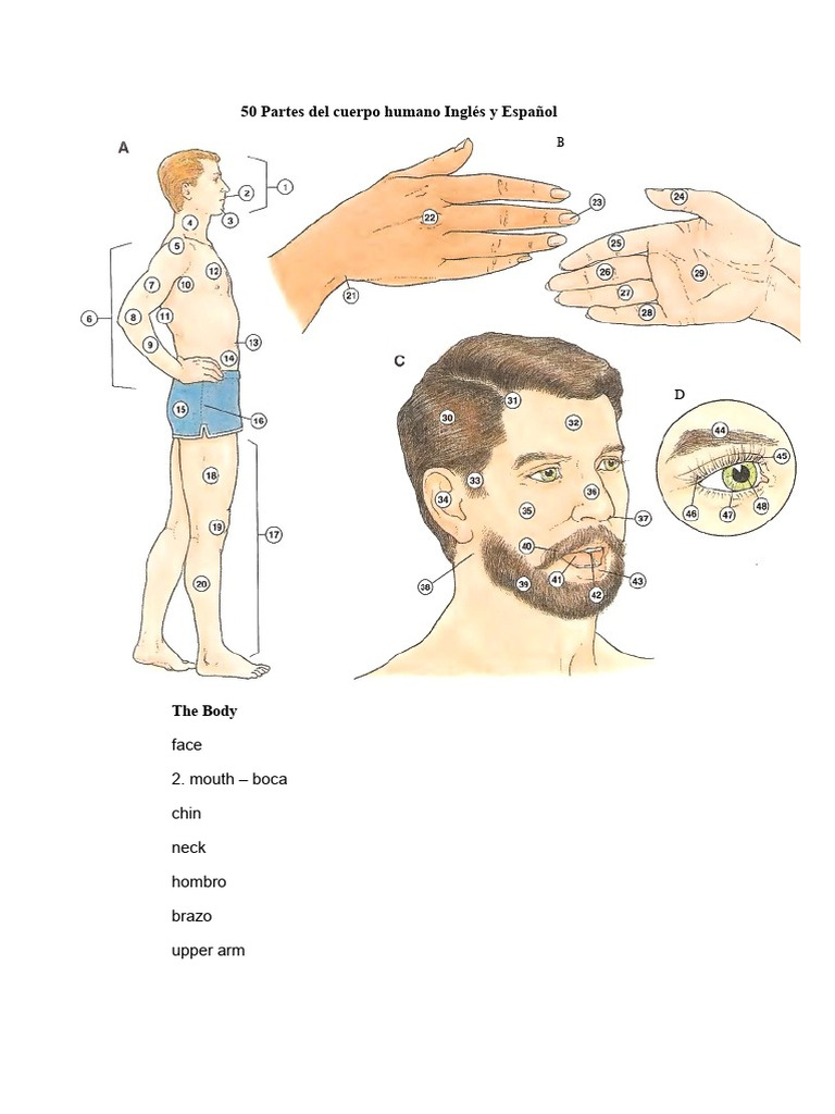 50 Parts of The Human Body in English and Spanish | PDF