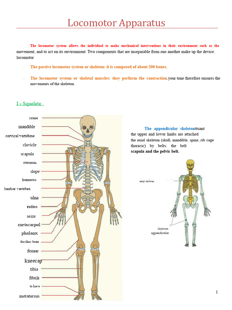 3 - Locomotor System | PDF | Bone | Skeletal Muscle